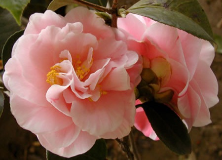 Top 10 Flowers In Chinese Culture - China Flowers - ChinaFlowersShop.com