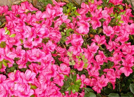 Top 10 Flowers In Chinese Culture - China Flowers - ChinaFlowersShop.com